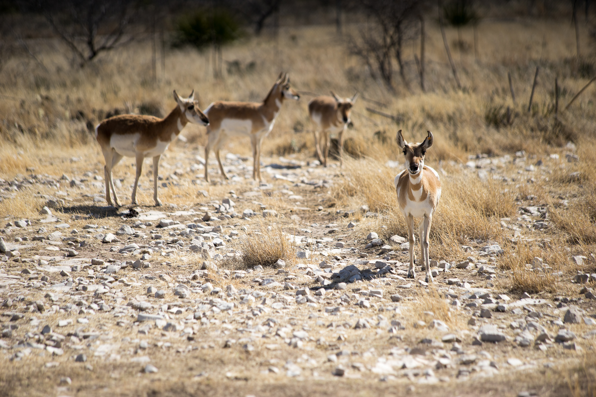 Living Desert Zoo and Gardens State Park – Go! Go! Go! with the Howards